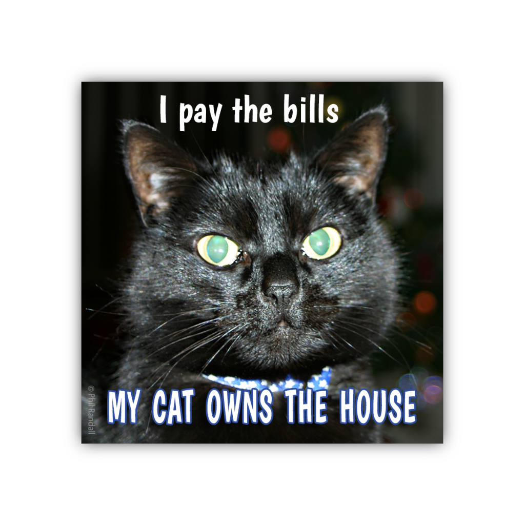 Susie ...MY CAT OWNS THE HOUSE - Cards of Quality